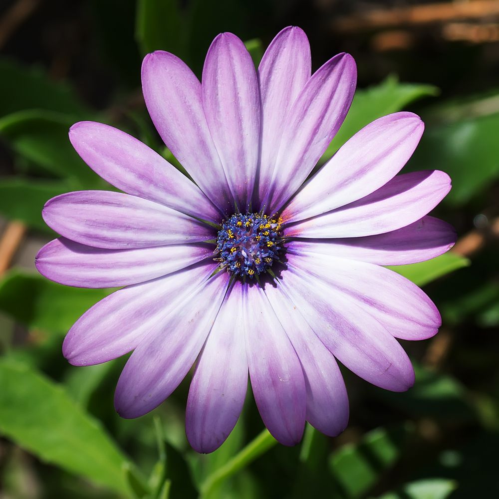 Violacea Imagen & Foto | plantas, flores, naturaleza Fotos de fotocommunity