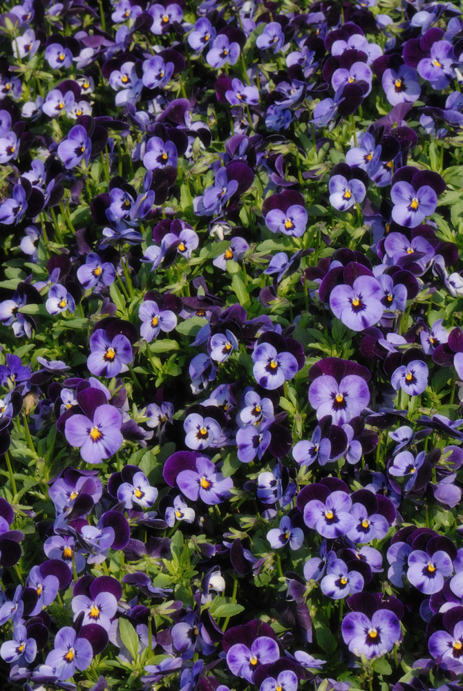 VIOLE Foto % Immagini| macro e close up, macro fiori e piante, natura ...