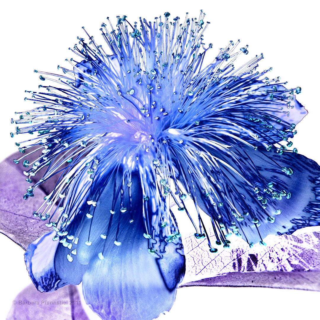 violet explosion Foto & Bild | natur Bilder auf fotocommunity