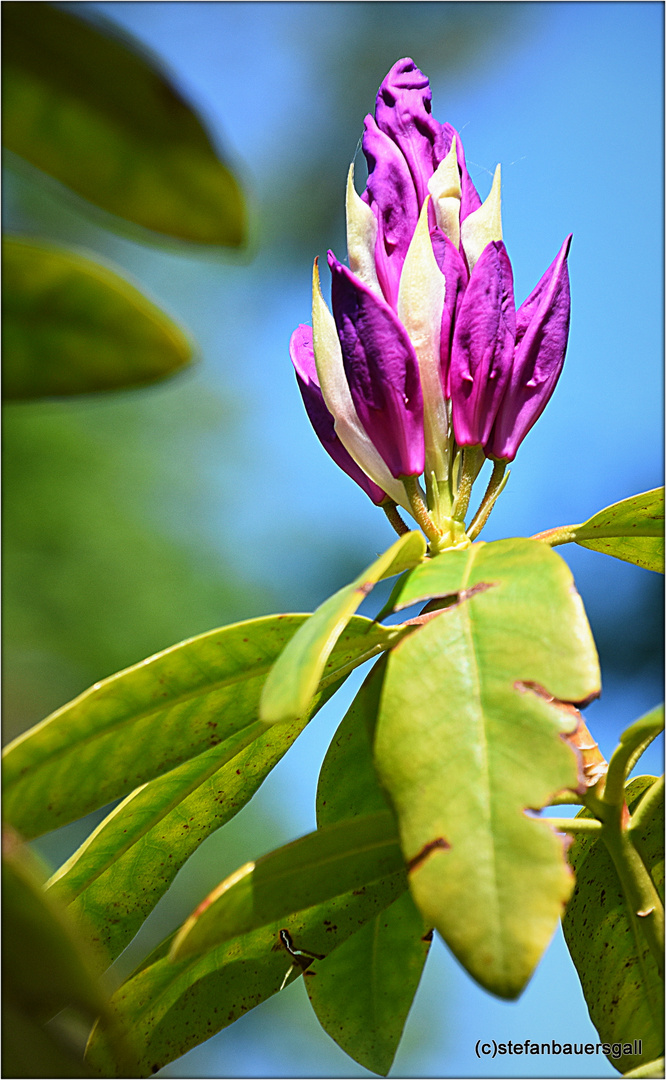 "violett" Foto & Bild | natur, pflanzen, blüten Bilder auf fotocommunity