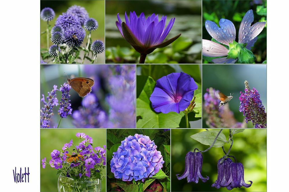 VIOLETT Foto & Bild | sommer, grün, natur Bilder auf fotocommunity
