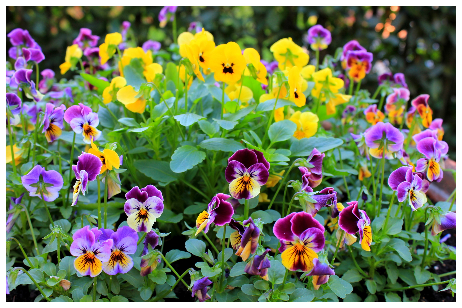 Violette Foto % Immagini| piante, fiori e funghi, piante ,fiori, natura ...