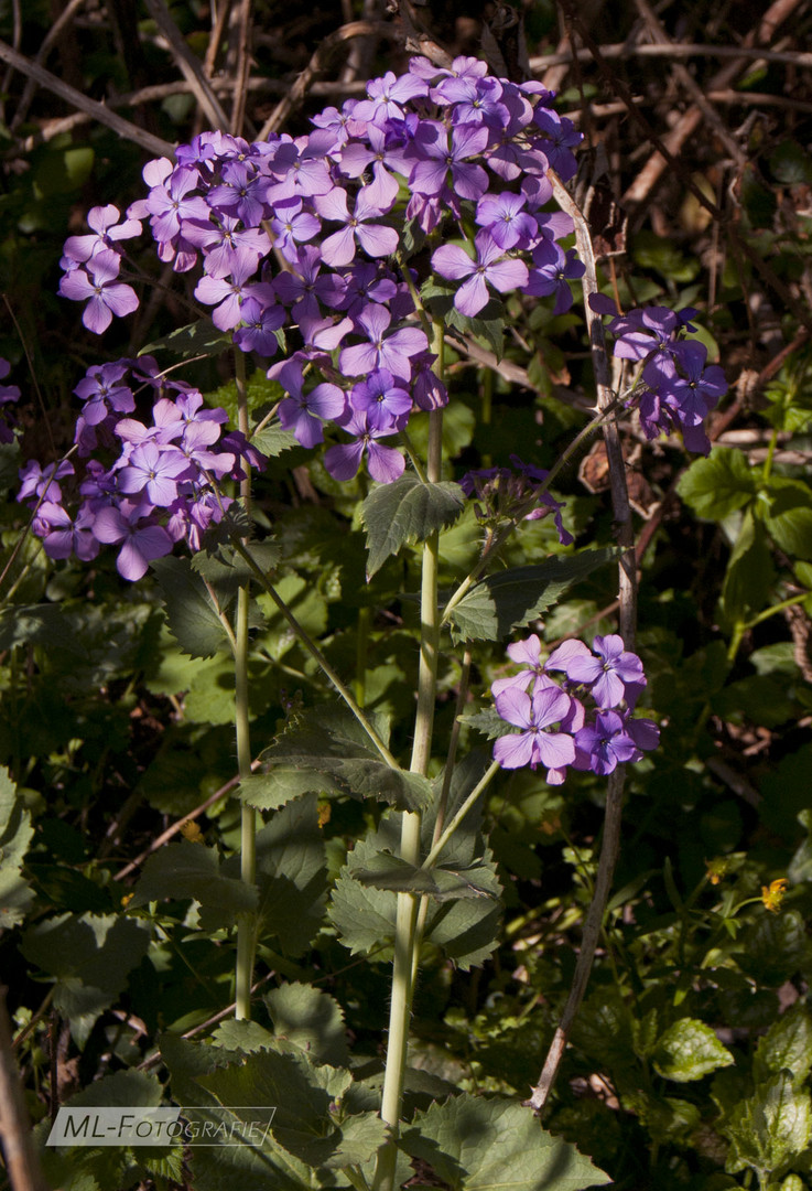 Violette Blume 2017 Foto & Bild | pflanzen, pilze & flechten, blüten ...