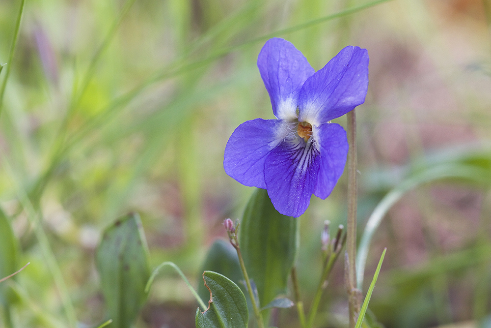 Violette des bois photo et image | macro nature, macro fleurs, fleurs ...