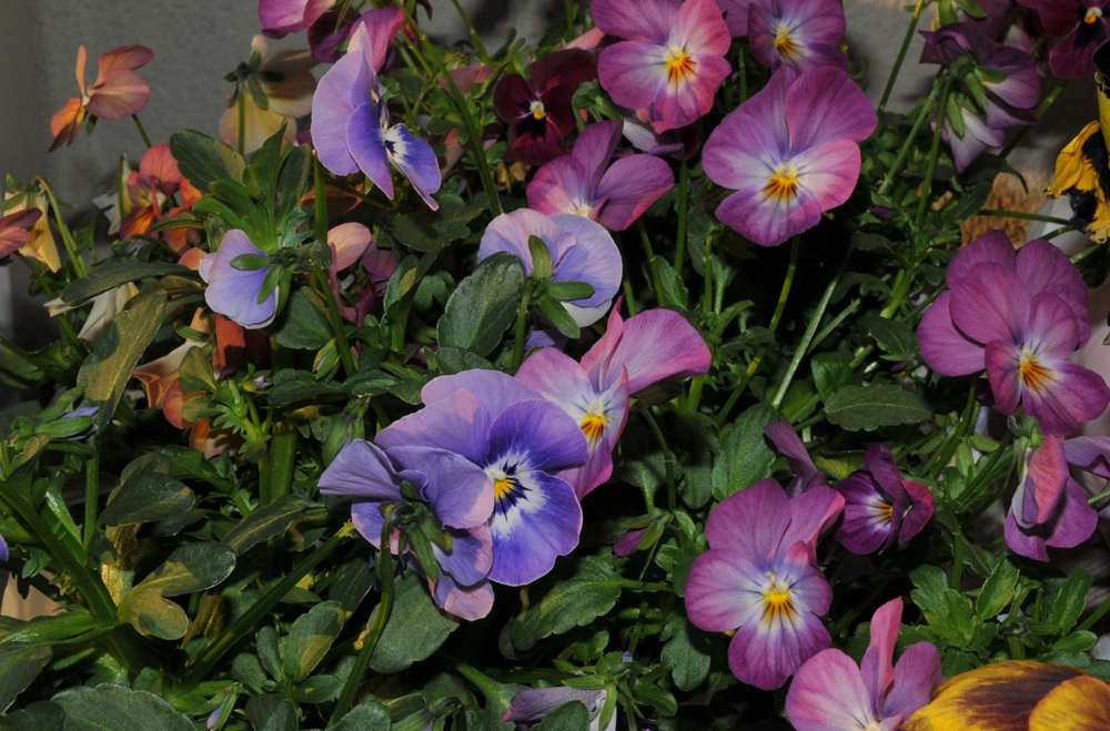 Violette Foto % Immagini| piante, fiori e funghi, natura Foto su ...