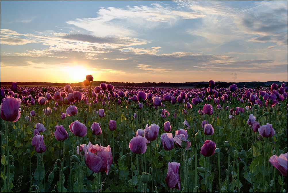 Violette Magic II Foto & Bild | deutschland, europe, sachsen Bilder auf ...