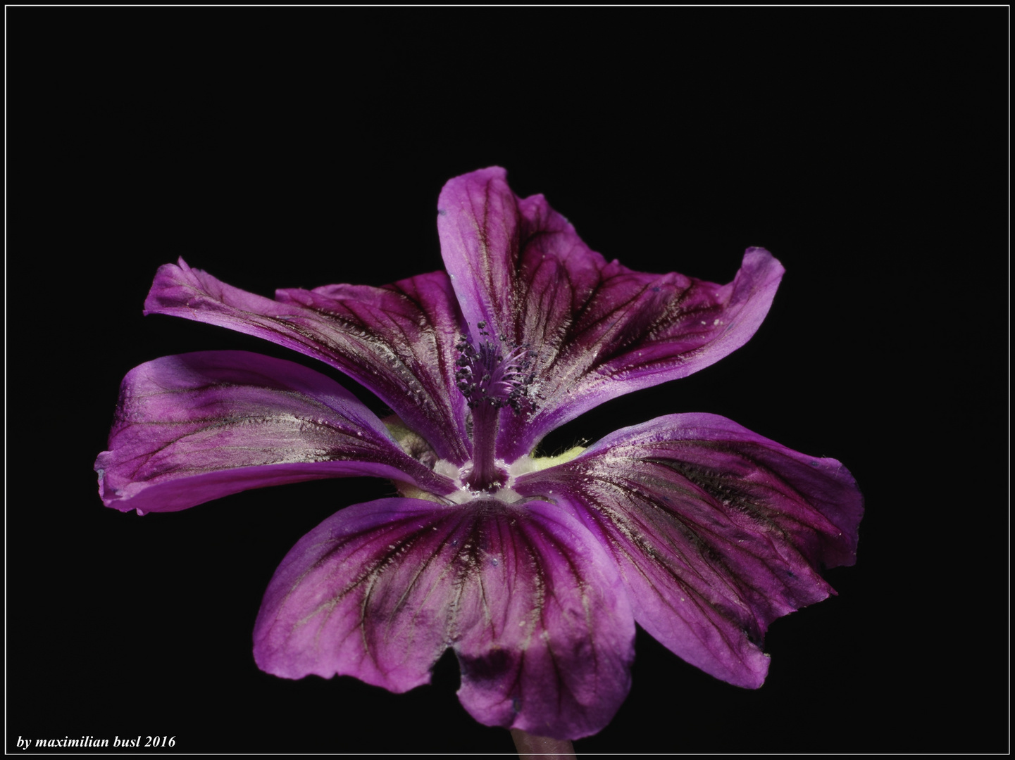 Violette Malve Foto & Bild | makro, natur, nahaufnahme Bilder auf ...