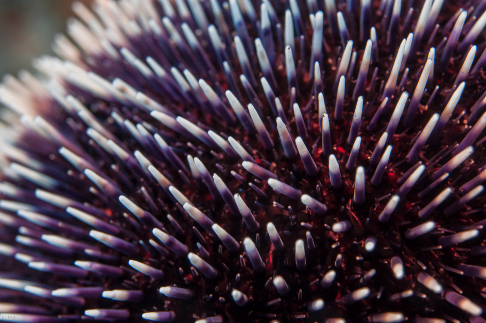 Violetter Seeigel Foto & Bild | natur, mittelmeer, italien Bilder auf ...