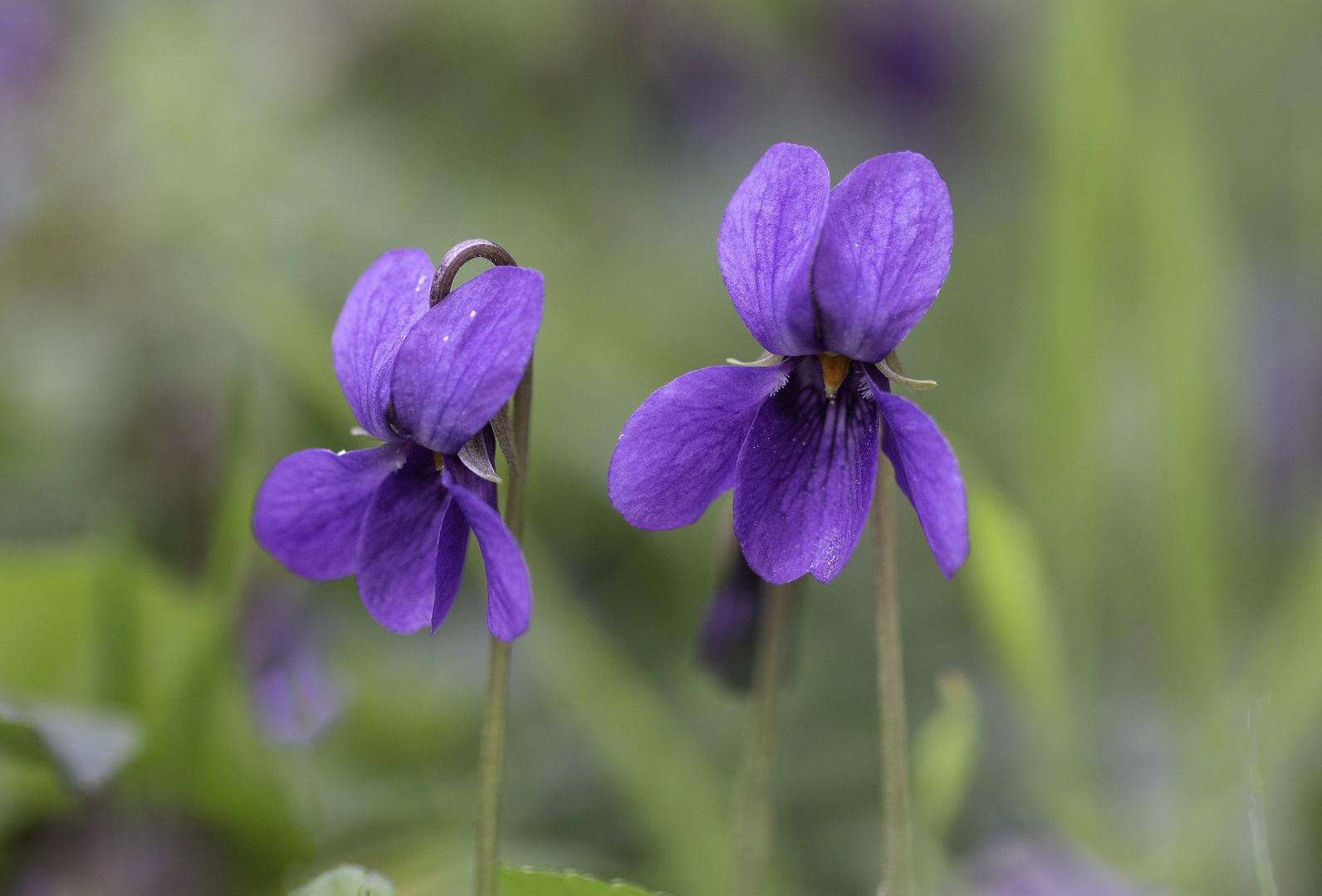 Violettes photo et image | proxy violettes Images fotocommunity