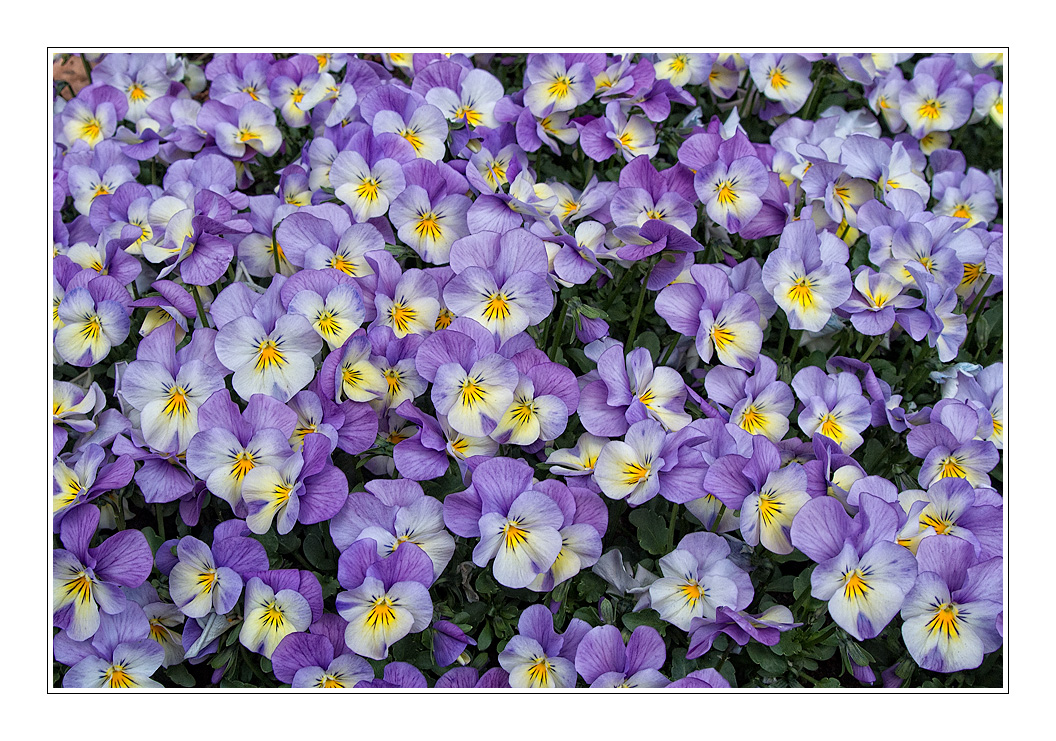 Viooltjes Foto & Bild | pflanzen, pilze & flechten, blüten ...