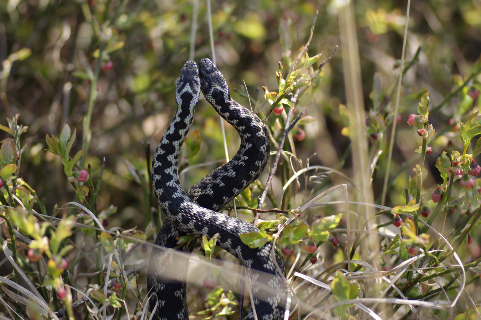 vipera berus Kommentkampf Foto & Bild | tiere, wildlife, amphibien ...