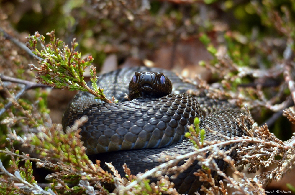 Vipere peliade photo et image | nature, animaux, animaux sauvages ...