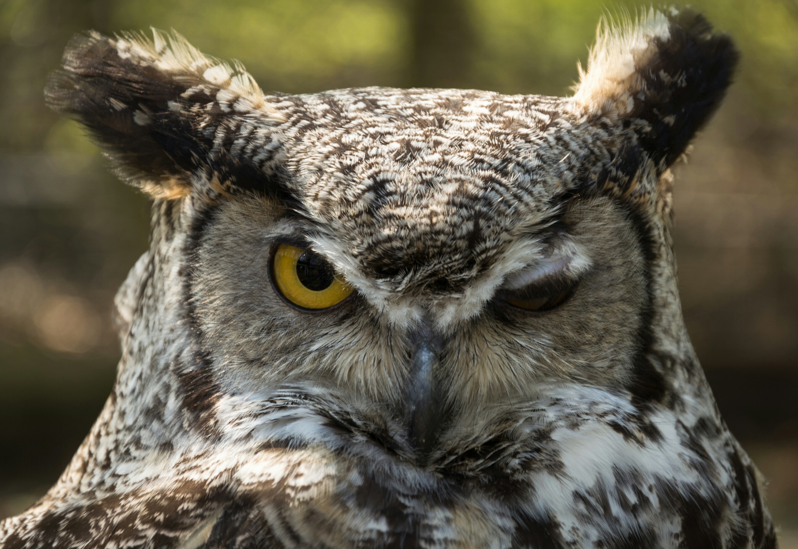Virginia-Uhu Foto & Bild | tiere, natur, portrait Bilder auf fotocommunity