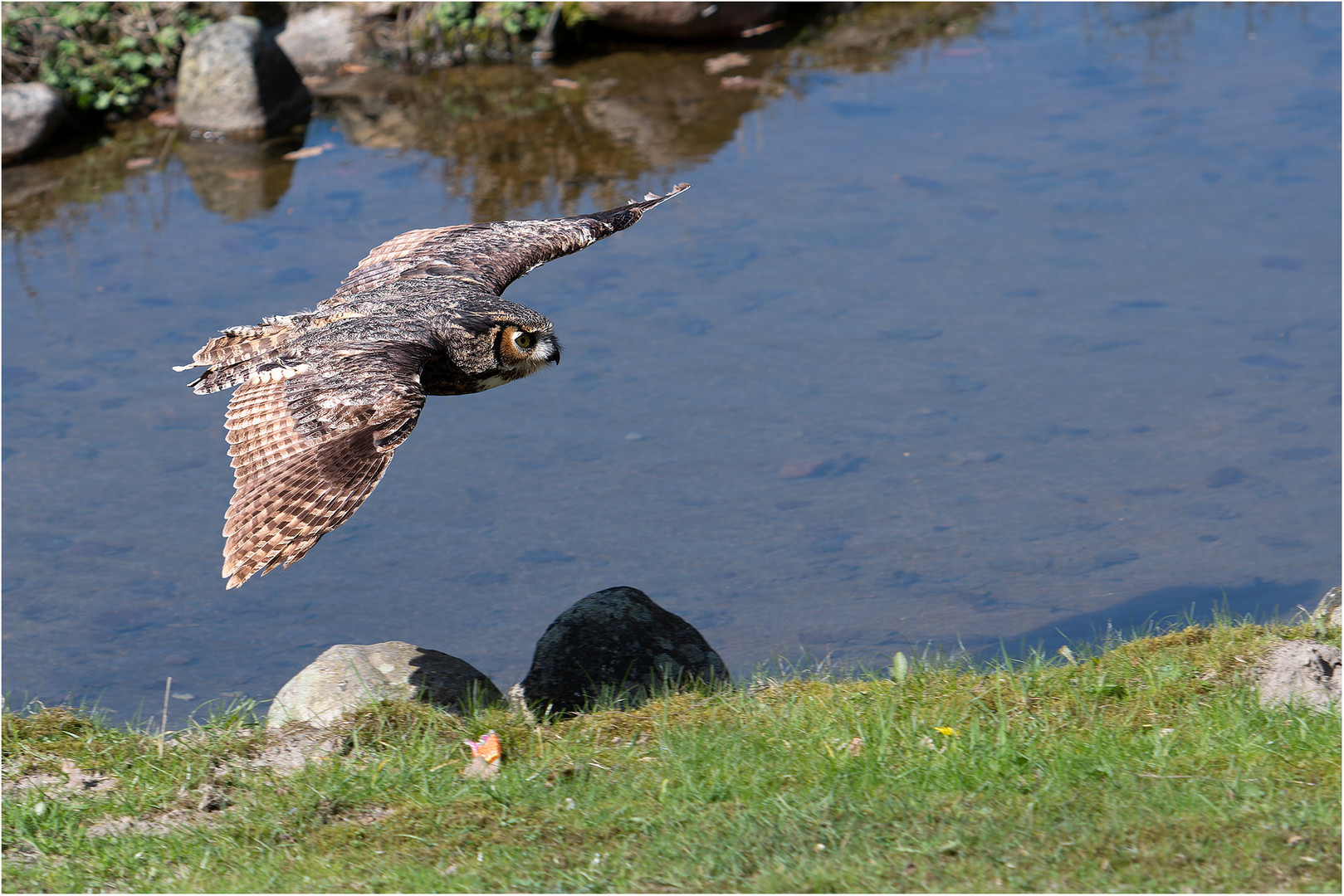 Virginia-Uhu Foto & Bild | nature, natur, portrait Bilder auf fotocommunity