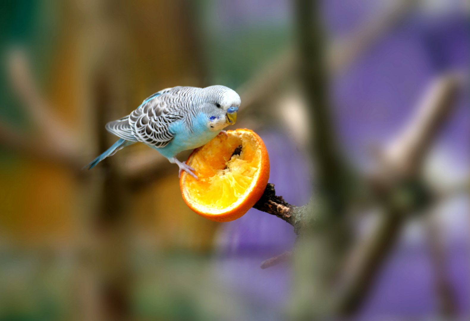 Vitamine Foto & Bild | tiere, haustiere, vögel Bilder auf fotocommunity