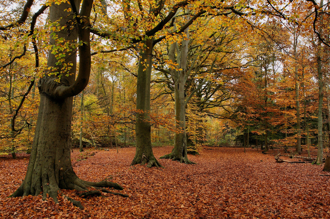 Vjeshta Foto & Bild | jahreszeiten, art natyre, natur Bilder auf ...
