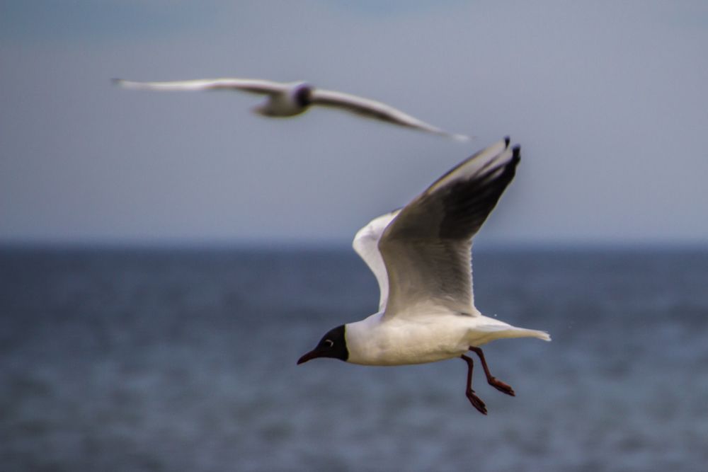 voegel-2 Foto & Bild | Bilder auf fotocommunity