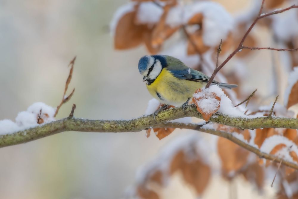 Vögel im Winter Foto & Bild | fotos, spezial, winter Bilder auf fotocommunity