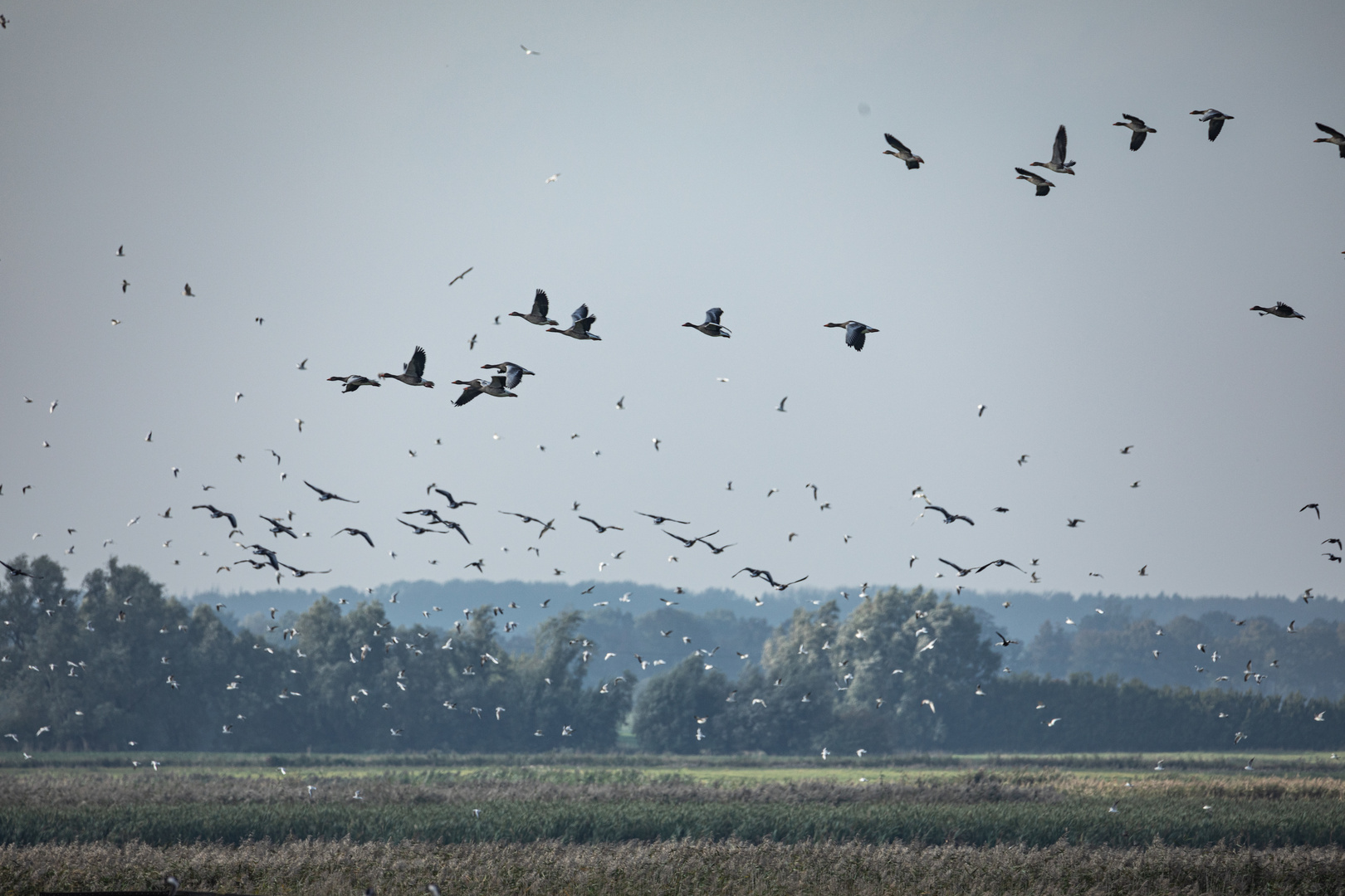 Vögel...........irre was in der Luft los ist Foto & Bild | tiere ...