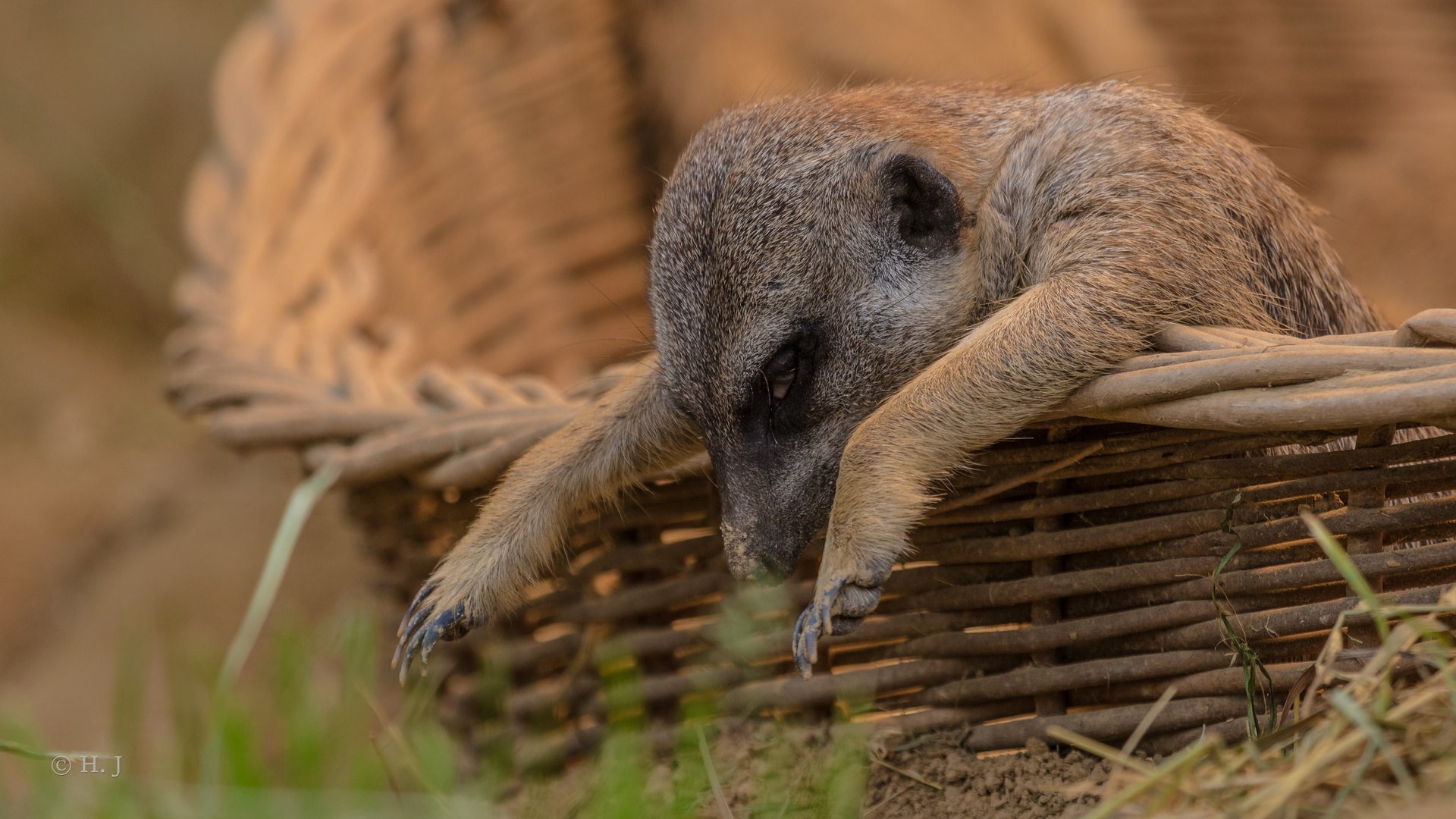 Völlig fertig Foto & Bild | natur, tiere, erdmännchen kölner zoo Bilder ...
