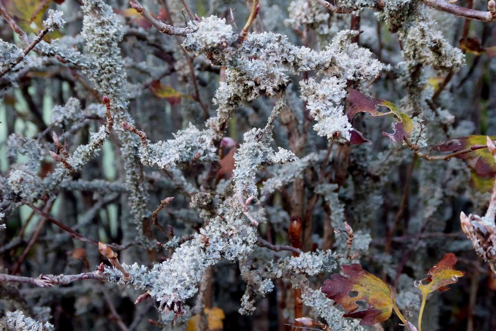 Völlig mit Flechten bedeckt.... Foto & Bild | pflanzen, pilze & flechten, sträucher, pilze ...