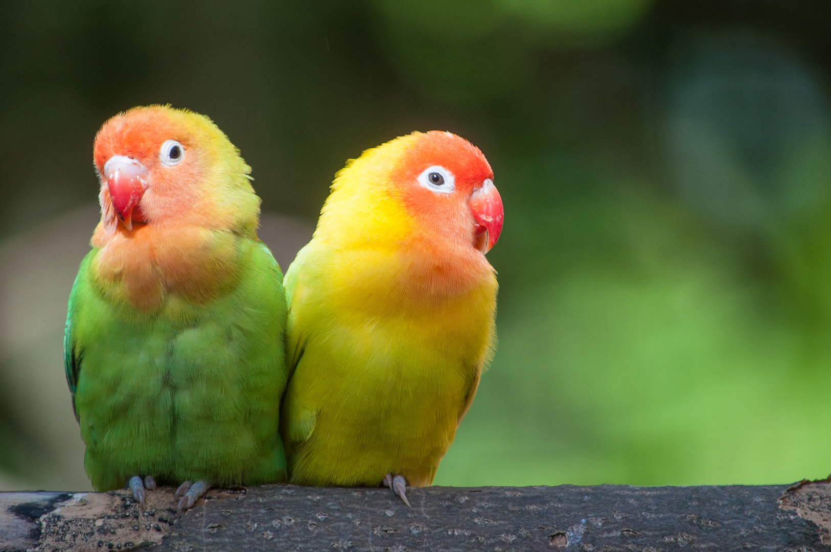Vogel Foto & Bild | tiere, zoo, wildpark & falknerei, vögel Bilder auf ...