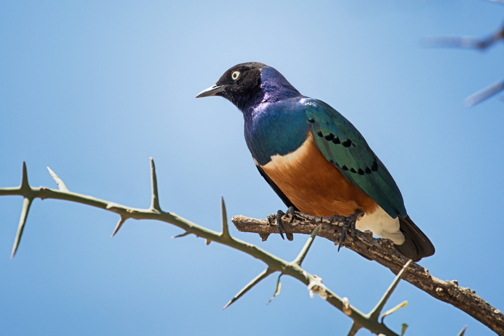 Vogel Foto & Bild | tiere, wildlife, wild lebende vögel Bilder auf ...