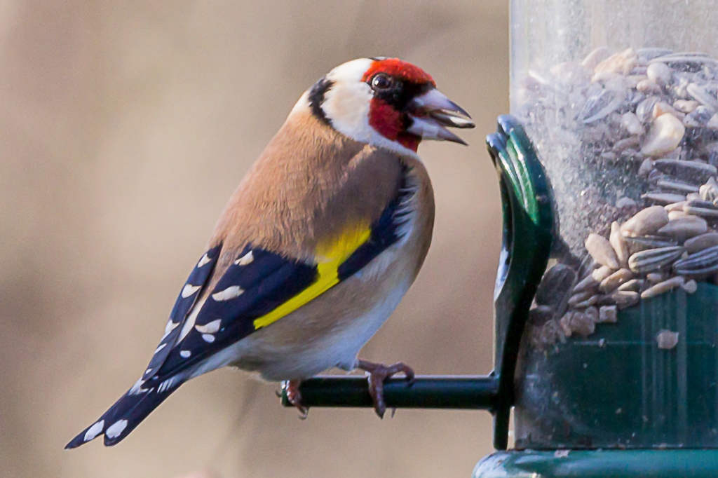 Vogel des Jahres 2016 " der Stieglitz bzw. Distelfink" 1 Foto & Bild ...