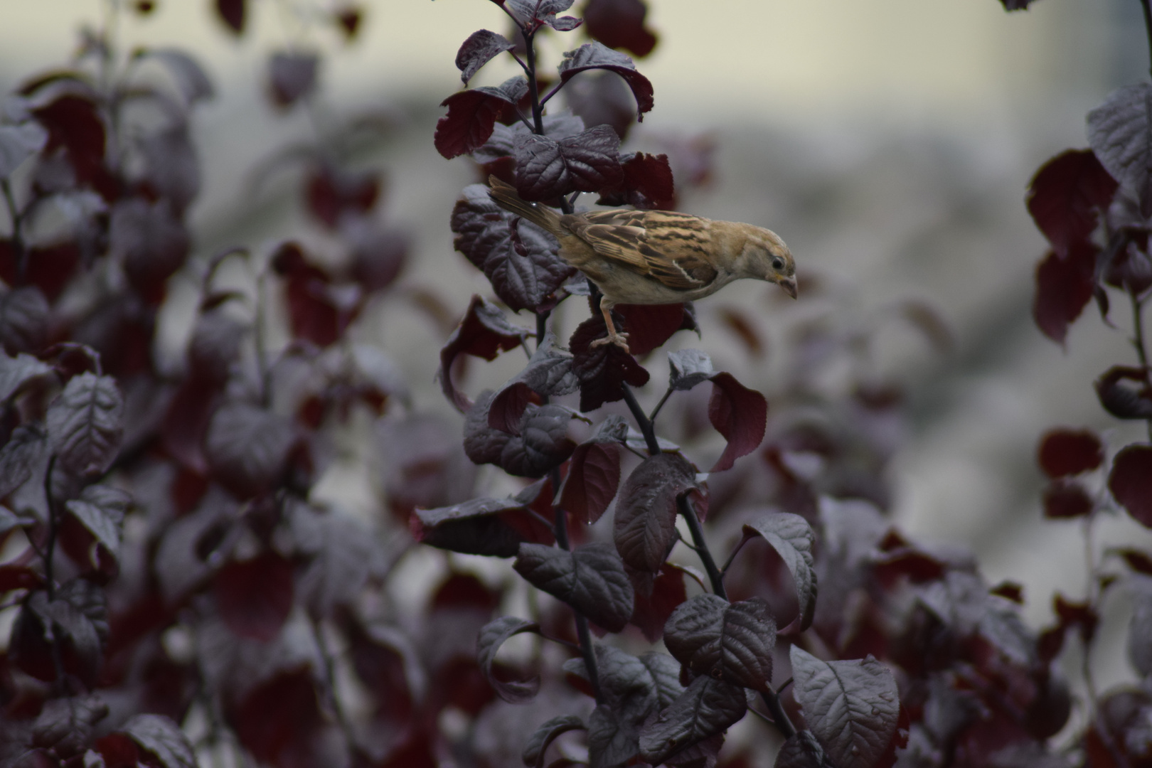 Vogel im Strauch Foto & Bild | spezial, natur, vogel Bilder auf ...