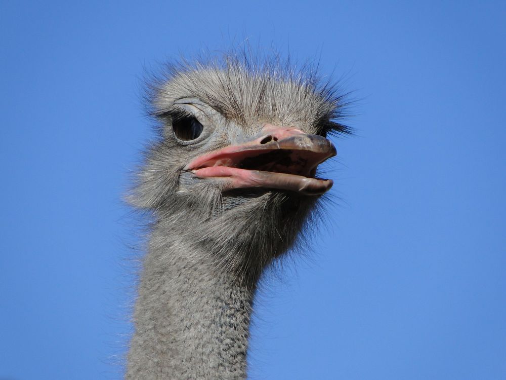 Vogel Straus Foto & Bild | tiere, natur Bilder auf fotocommunity