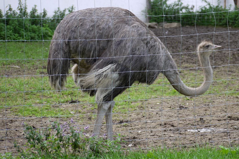 Vogel Strauß Foto & Bild | tiere, wildlife, wild lebende vögel Bilder ...