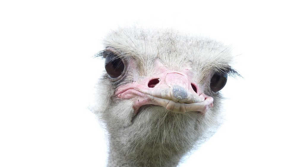 Vogel Strauß Foto & Bild | tiere, zoo, wildpark & falknerei, vögel ...