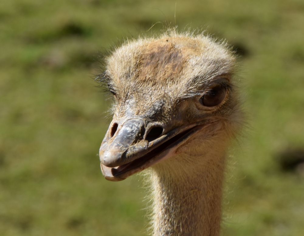 Vogel Strauß Foto & Bild | zoo, tiere, zoom erlebniswelt Bilder auf ...