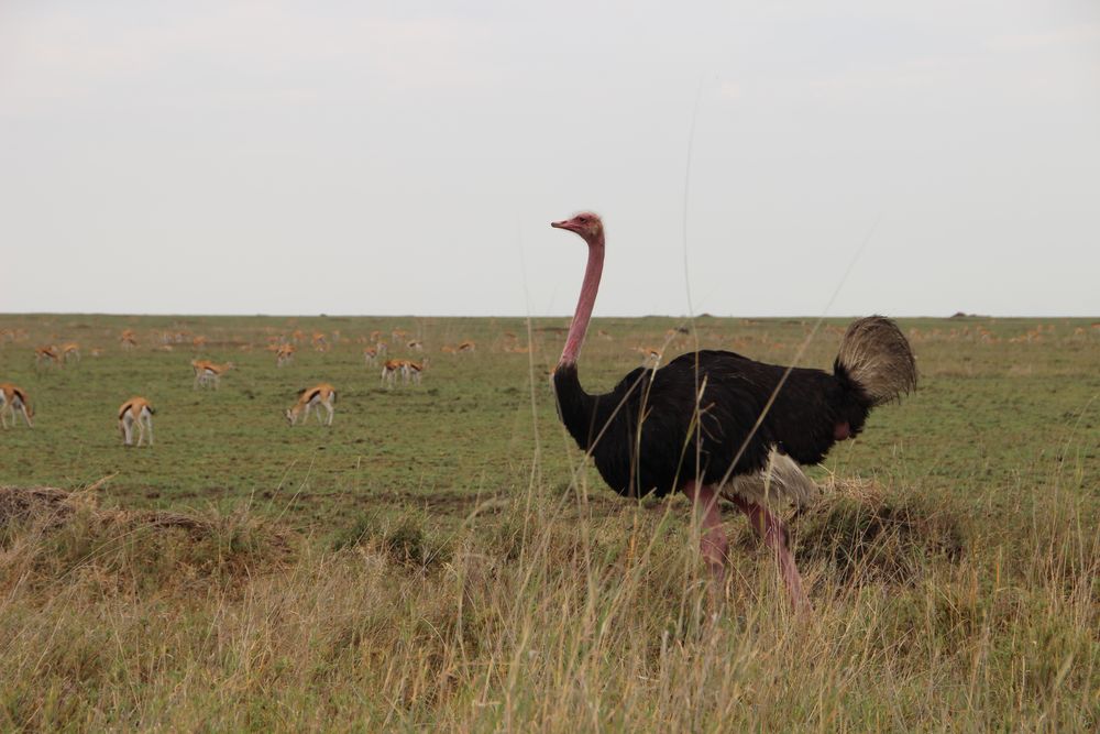 Vogel Strauß hat den Überblick Foto & Bild | africa, eastern africa ...