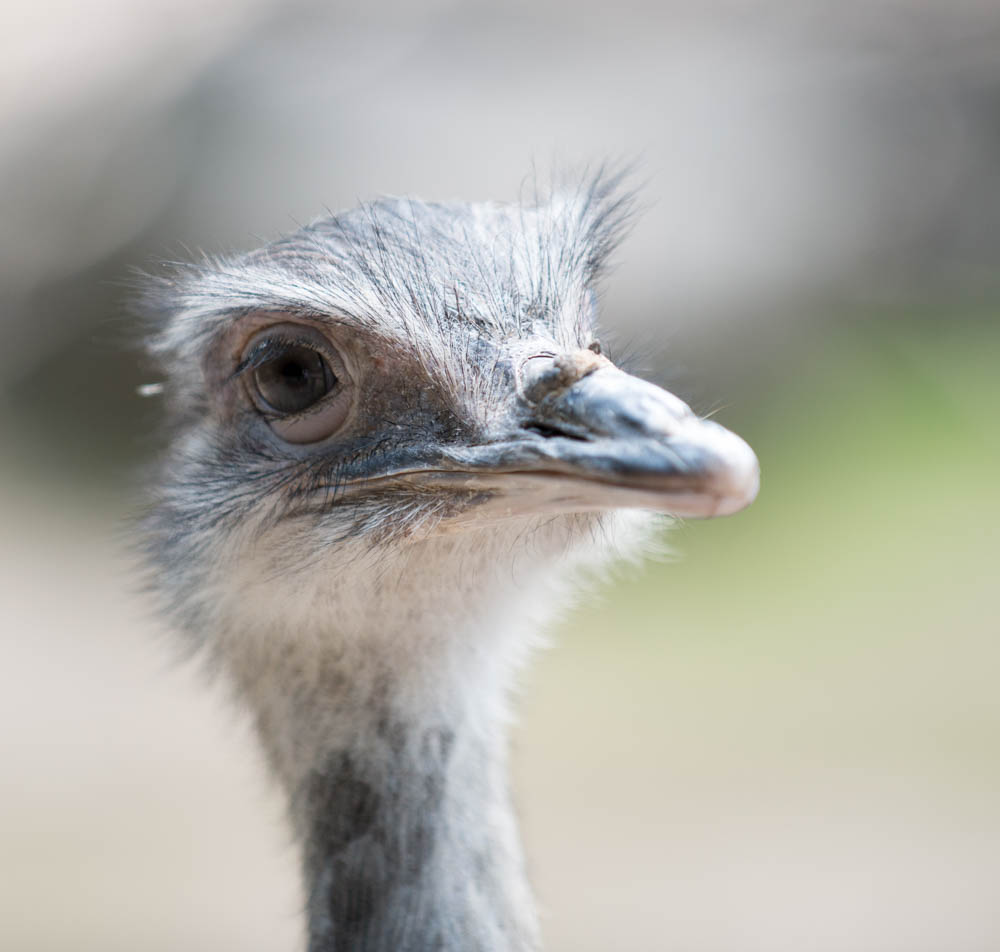 Vogel Strauss im Krefelder Zoo Foto & Bild | tiere, zoo, wildpark ...
