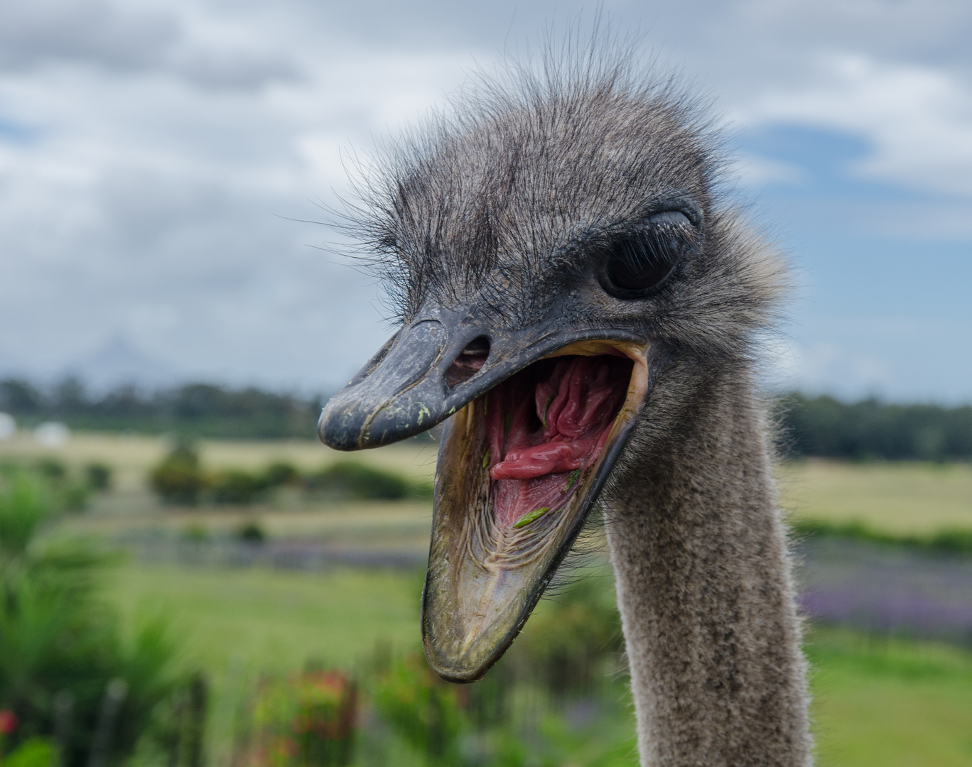 vogel strauss sehr hungrig Foto & Bild | südafrika, world Bilder auf ...