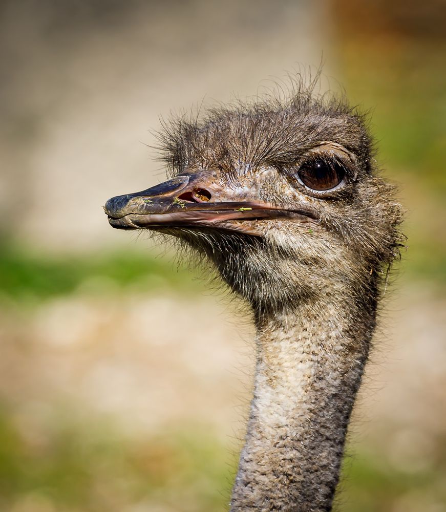 Vogel Strauß (Struthio camelus) Foto & Bild | tiere, zoo, wildpark ...