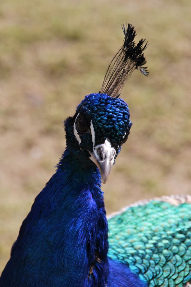 Vogel-V - Bild & Foto von AngiP aus Blau - Fotografie (31302943 ...