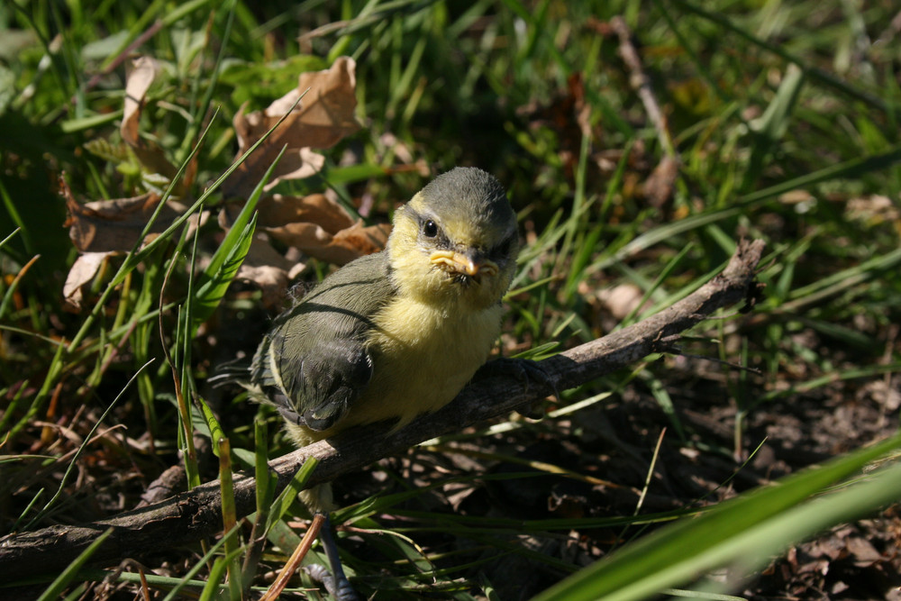 Vogelbaby Foto & Bild | natur, pferde, tiere Bilder auf fotocommunity
