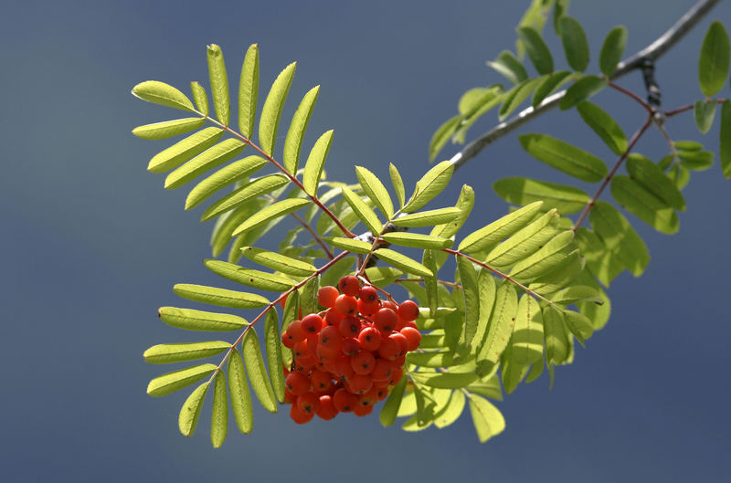 Vogelbeer Foto & Bild | pflanzen, pilze & flechten, bäume, einzelbäume ...