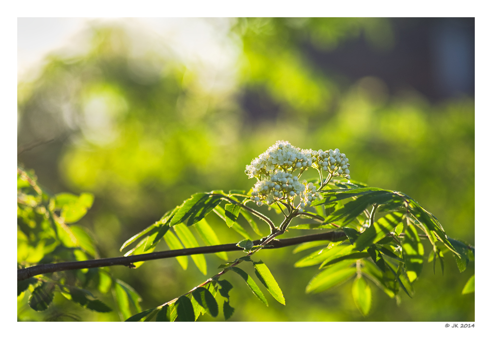 Vogelbeer - Frühling Foto & Bild | jahreszeiten, frühling, flowers ...