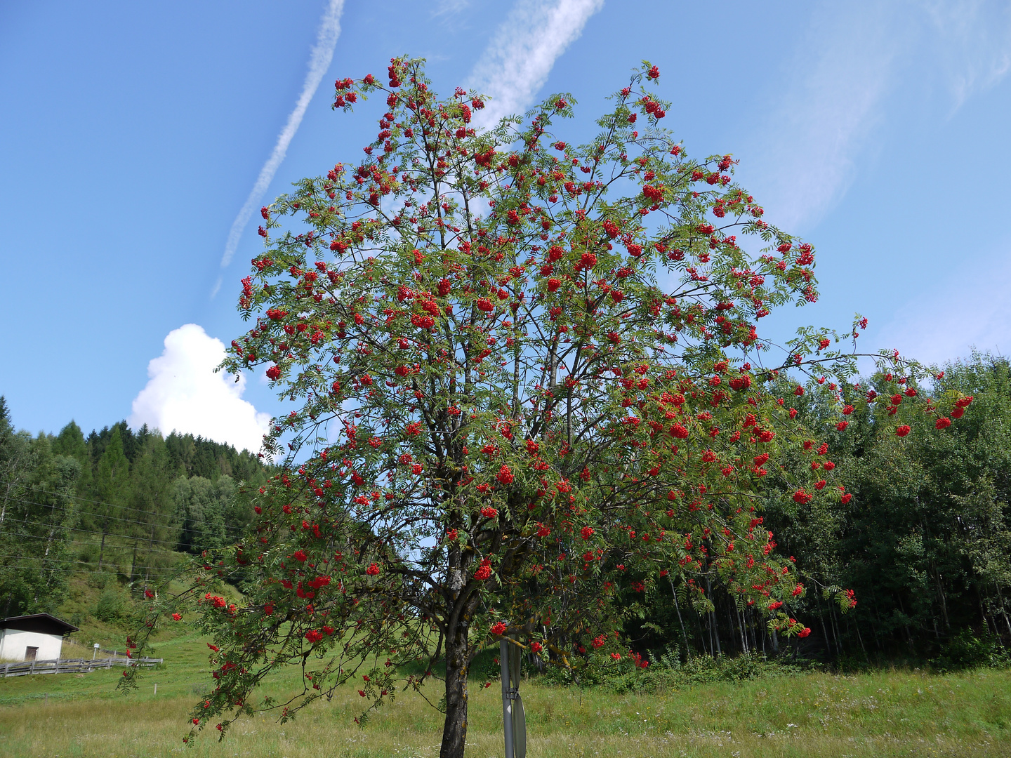Vogelbeerbaum Foto & Bild | pflanzen, pilze & flechten, früchte und ...