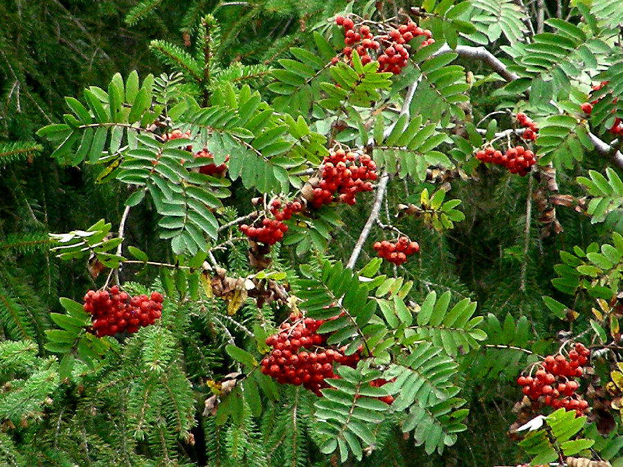 Vogelbeerbaum (Sorbus aucuparia) Foto & Bild | pflanzen Bilder auf ...