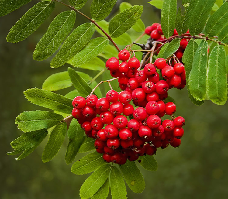 Vogelbeeren Foto & Bild | pflanzen, pilze & flechten, bäume, blatt ...