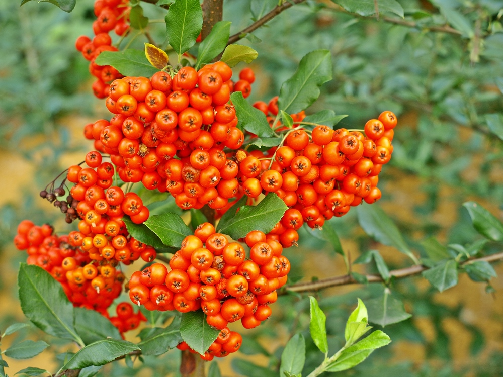 Vogelbeeren Foto & Bild | pflanzen, pilze & flechten, früchte und ...