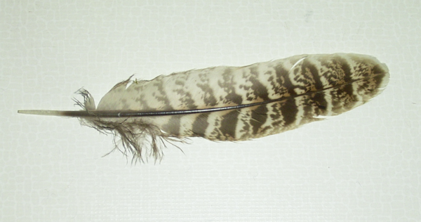 Vogelfeder Foto & Bild | sonstiges, natur Bilder auf fotocommunity