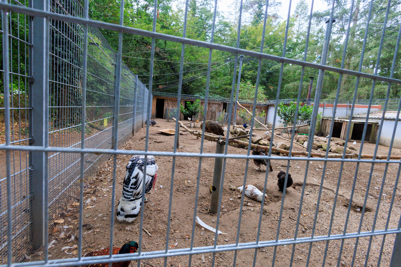 Vogelpark Hambrücken - Federvieh-Gehege Foto & Bild | reportage ...