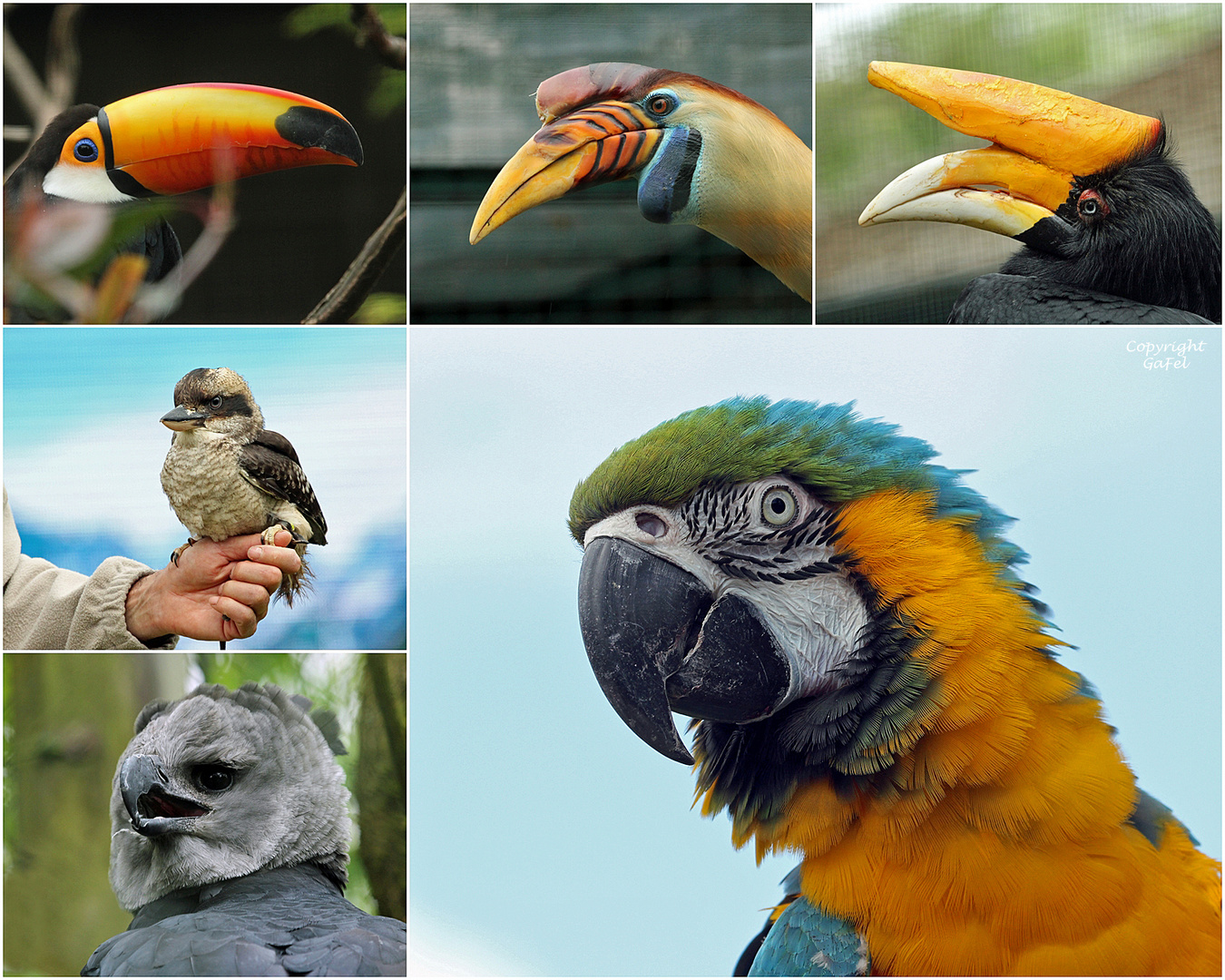 Vogelpark Walsrode Foto & Bild | natur, greifvogel, collage Bilder auf ...