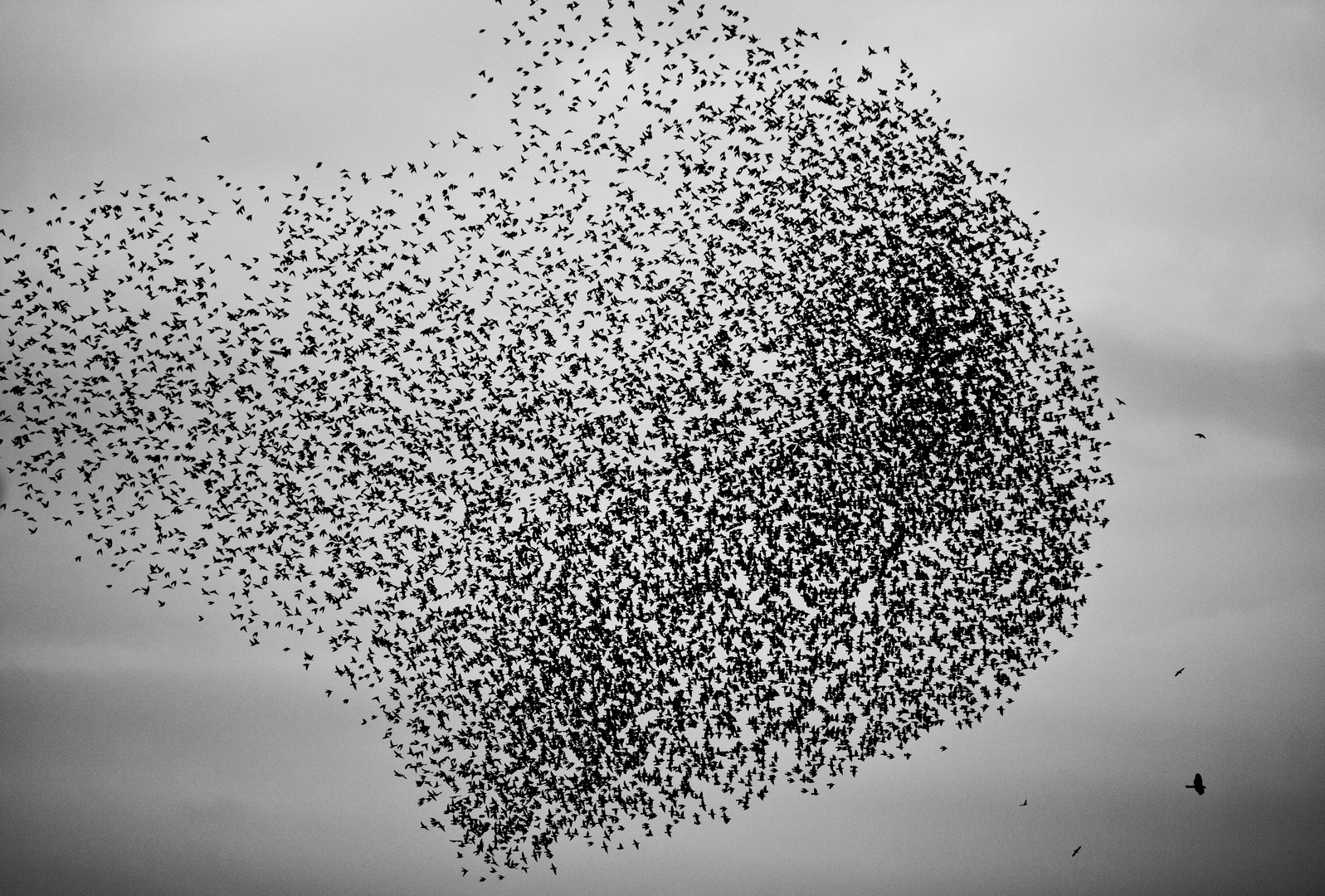 Vogelschwarm Foto & Bild | tiere, natur Bilder auf fotocommunity