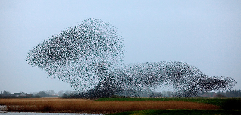 Vogelschwarm - Stare - Dänemark - Nationalpark Vadehavet Foto & Bild ...